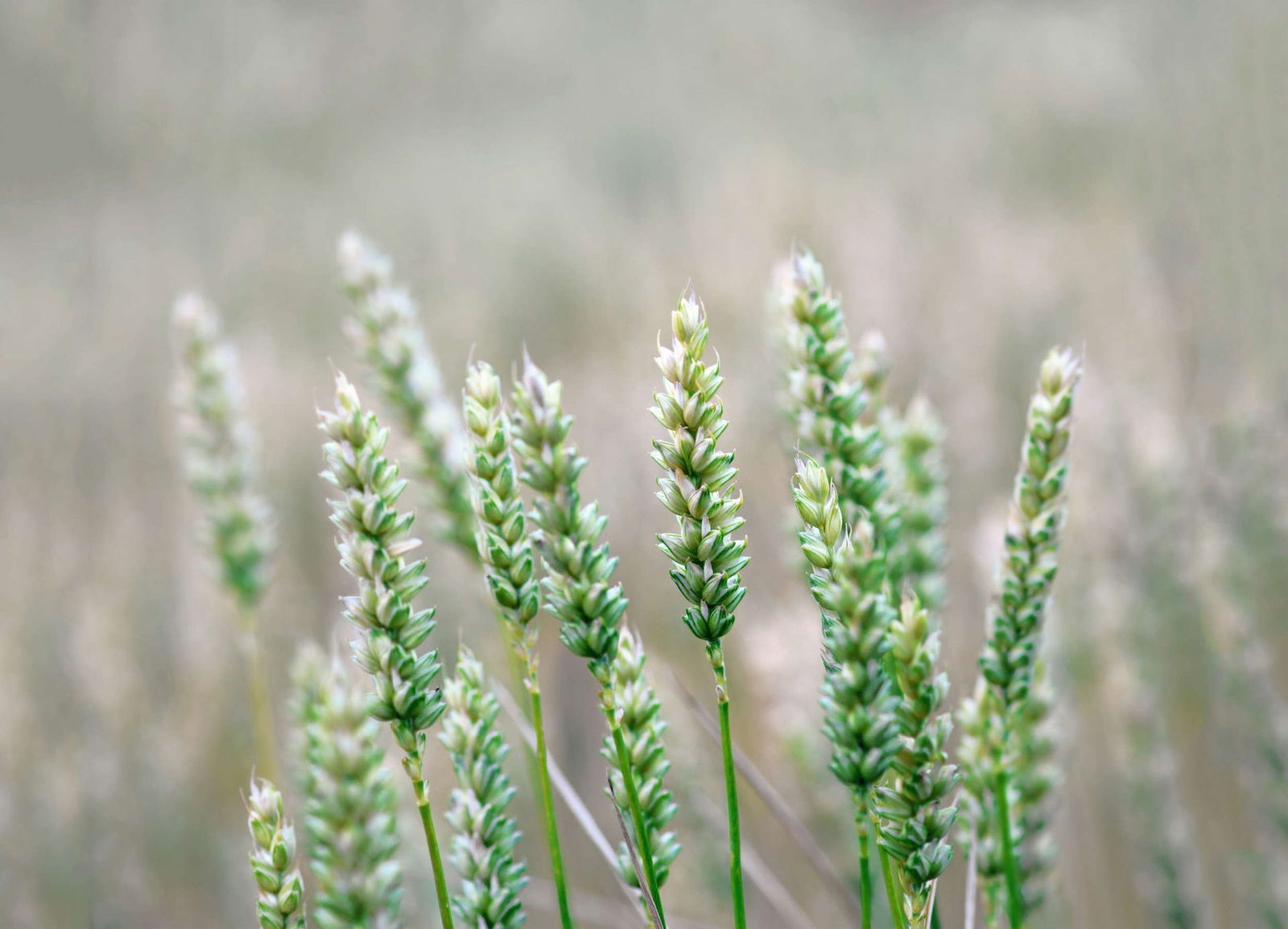 livingwalls Photo wallpaper XXLwallpaper 3